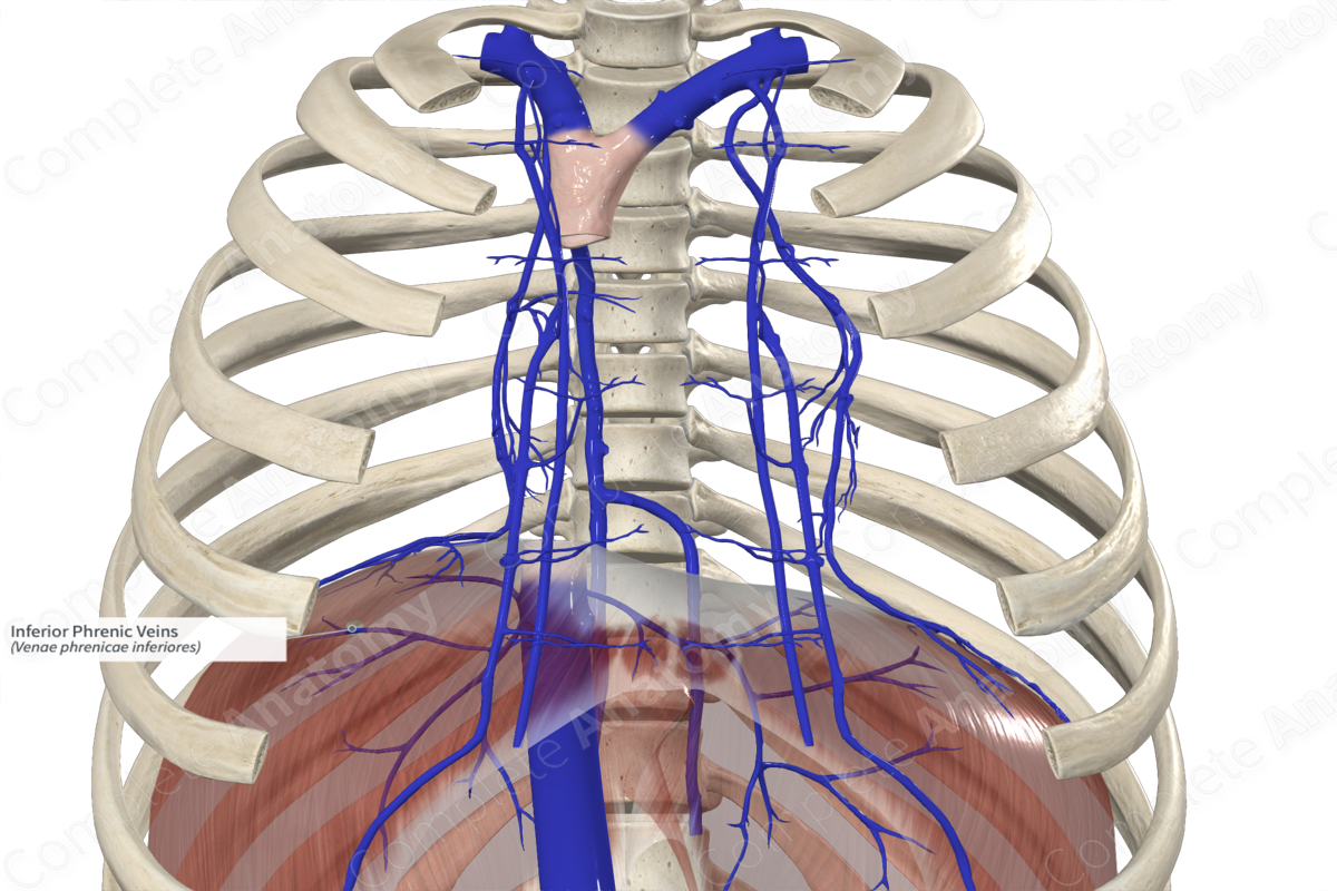 Inferior Phrenic Veins Complete Anatomy