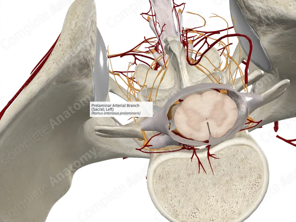 Prelaminar Arterial Branch (Sacral; Left) | Complete Anatomy