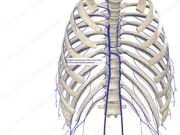 Eighth Posterior Intercostal Vein | Complete Anatomy