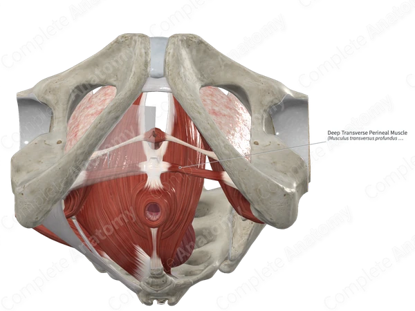 Transverse Perineal Ligament