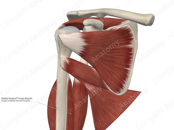 Medial Head of Triceps Brachii | Complete Anatomy