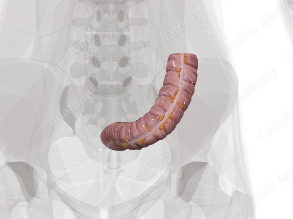 Sigmoid Colon | Complete Anatomy