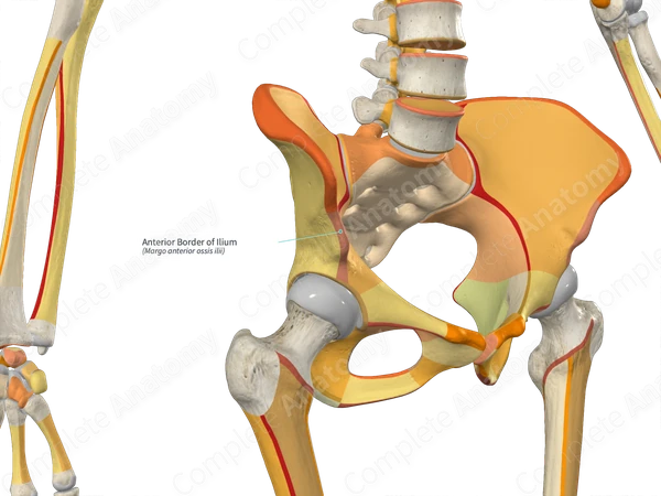 Anterior Border of Ilium | Complete Anatomy