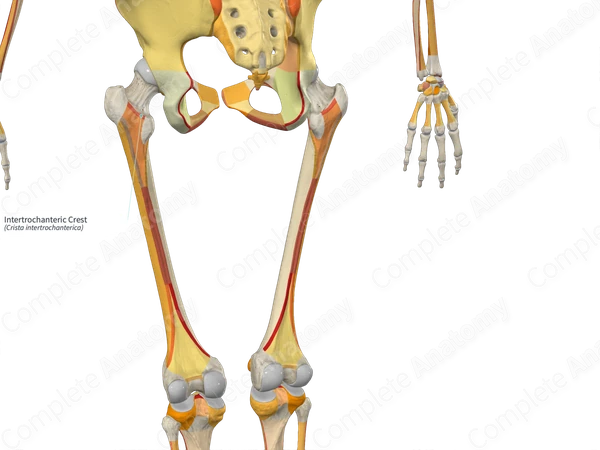 Intertrochanteric Crest | Complete Anatomy