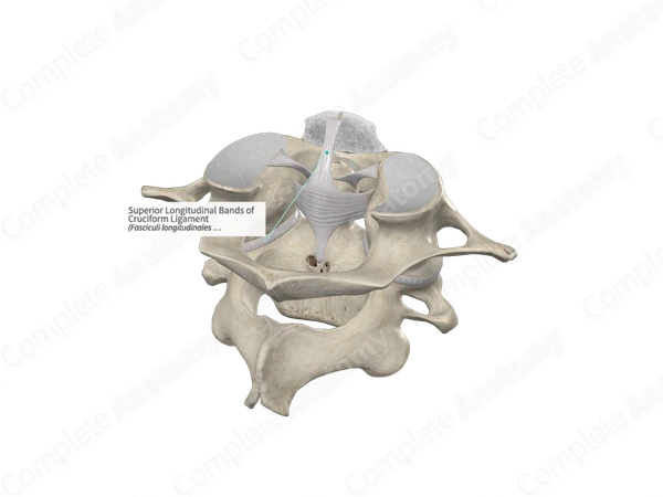 Superior Longitudinal Bands of Cruciform Ligament | Complete Anatomy