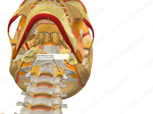 Mandibular Fossa | Complete Anatomy