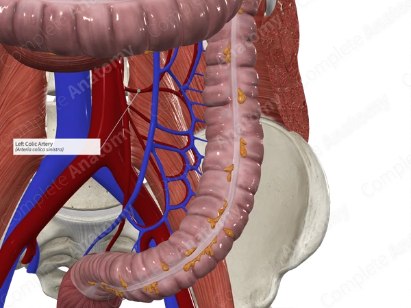 Left Colic Artery | Complete Anatomy