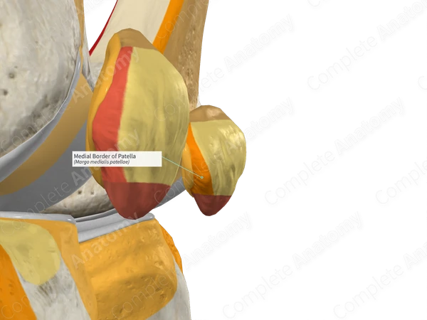Medial Border of Patella | Complete Anatomy