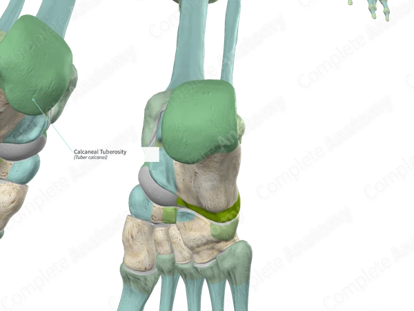 Calcaneal Tuberosity | Complete Anatomy