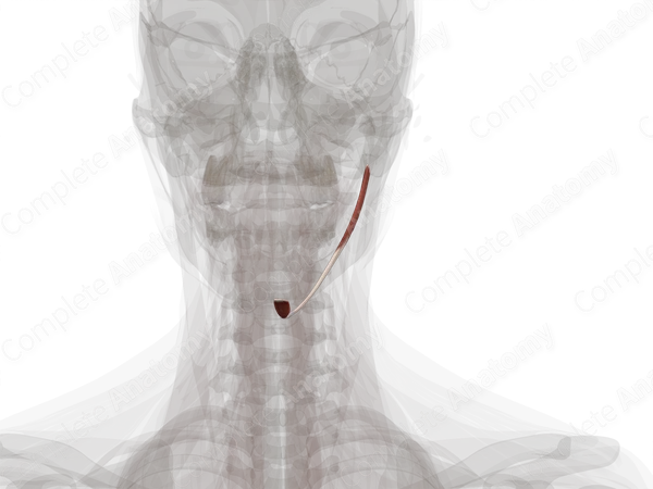 Digastric Muscle (Left) | Complete Anatomy