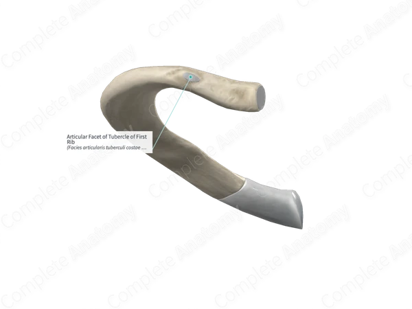 Articular Facet of Tubercle of First Rib | Complete Anatomy