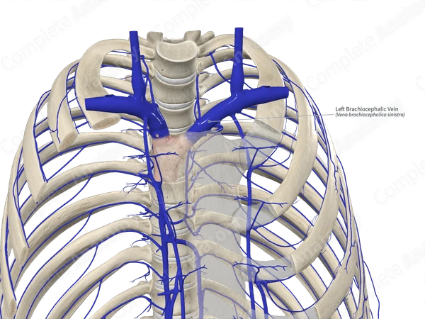 Vein Brachiocephalic Brachiocephalic