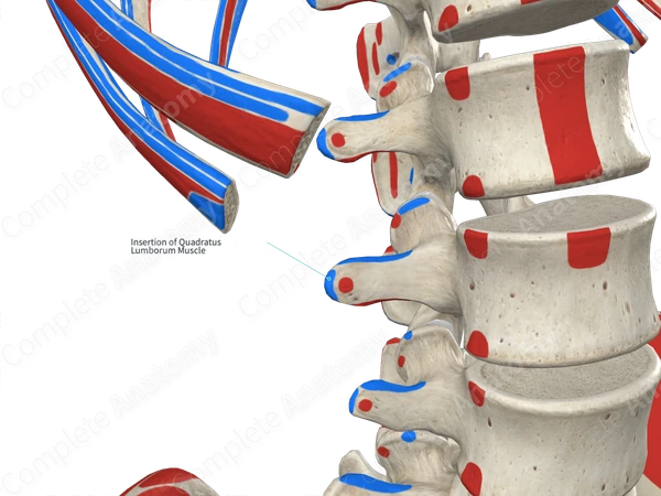 Insertion of Quadratus Lumborum Muscle | Complete Anatomy
