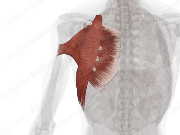 Pectoral Region Muscles Anatomy Earths Lab
