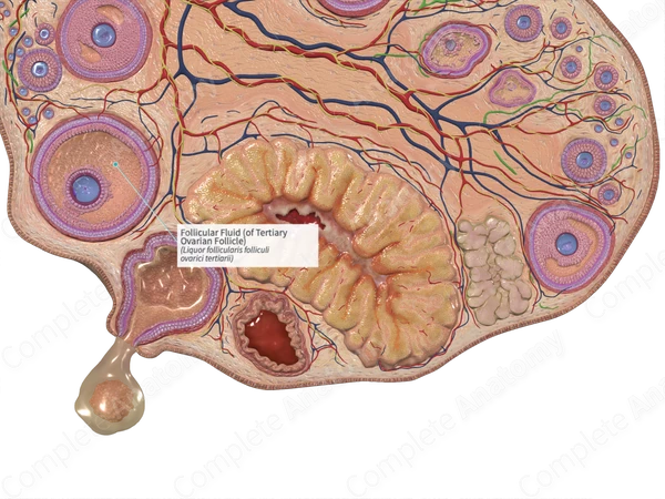 Follicular Fluid (of Tertiary Ovarian Follicle) | Complete Anatomy