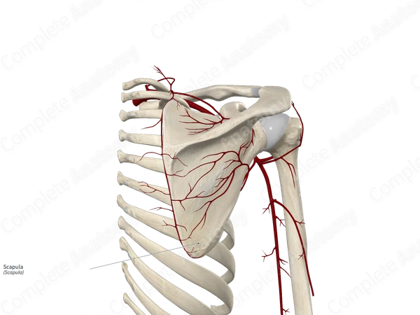 Scapula | Complete Anatomy