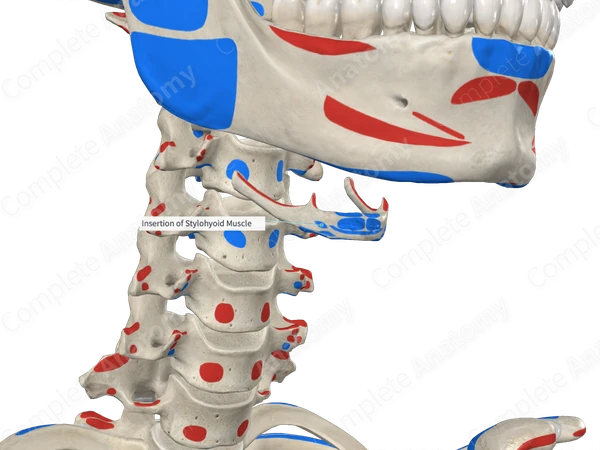 Insertion of Stylohyoid Muscle | Complete Anatomy
