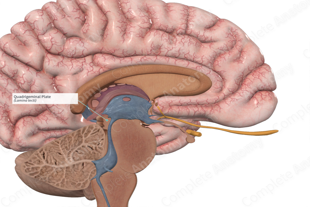 Quadrigeminal Plate Complete Anatomy