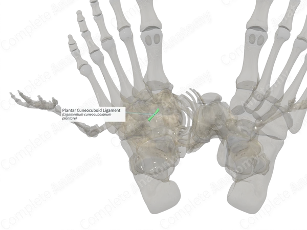 Plantar Cuneocuboid Ligament (Left) | Complete Anatomy