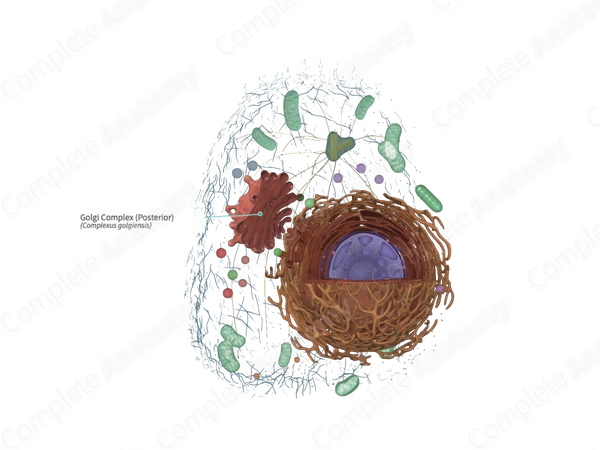 Golgi Complex (Posterior) | Complete Anatomy