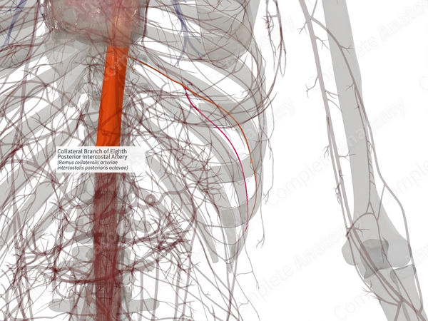 Collateral Branch of Eighth Posterior Intercostal Artery (Right ...