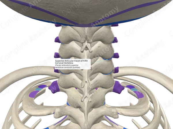 Superior Articular Facet of Fifth Cervical Vertebra (Right) | Complete ...
