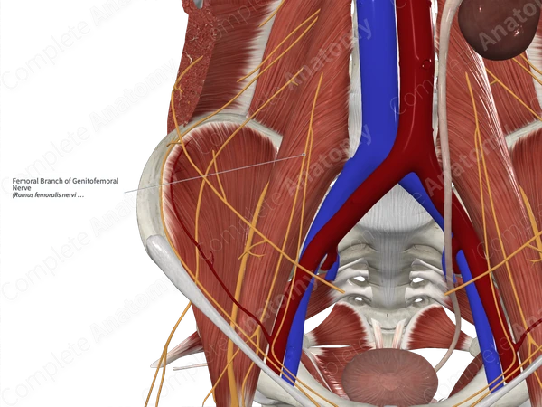 Femoral Branch of Genitofemoral Nerve | Complete Anatomy