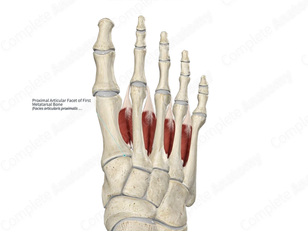 Proximal Articular Facet of First Metatarsal Bone | Complete Anatomy