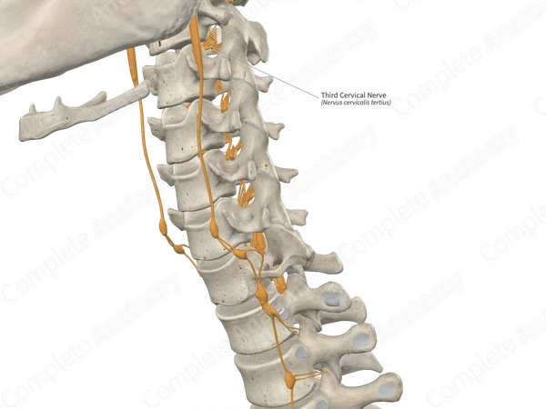 Cervical Spine Nerve Roots Anatomy Of The Neck: Causes Of Neck Pain