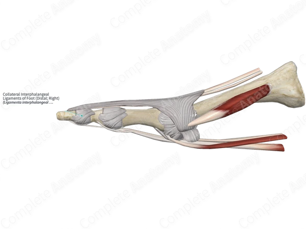 Collateral Interphalangeal Ligaments of Foot (Distal; Left) | Complete ...