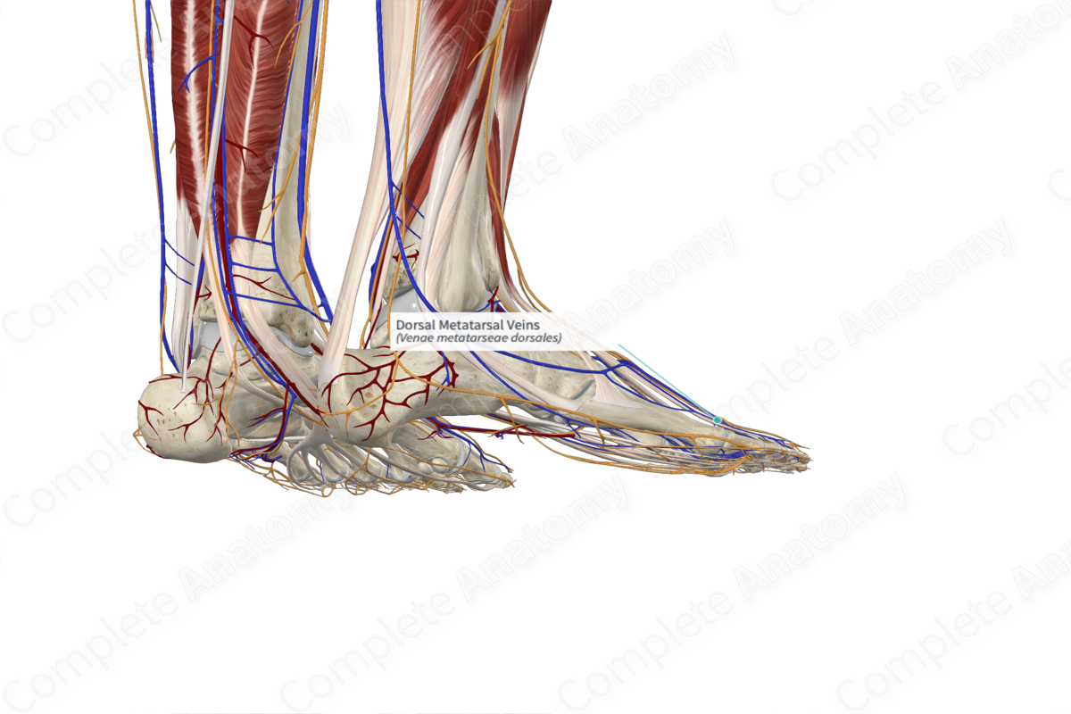Dorsal Metatarsal Veins Complete Anatomy