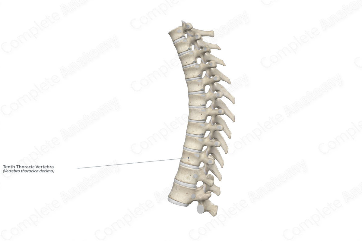 Tenth Thoracic Vertebra | Complete Anatomy Tenth Thoracic Vertebra | Complete Anatomy