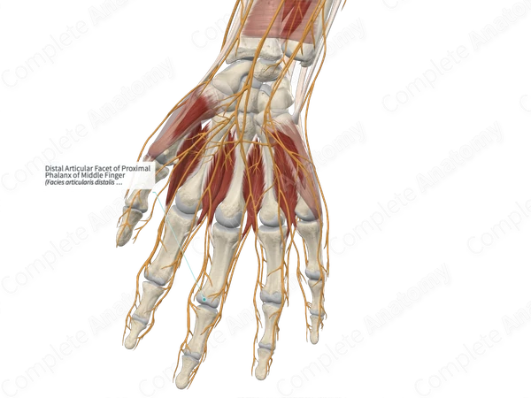 Distal Articular Facet of Proximal Phalanx of Middle Finger | Complete ...