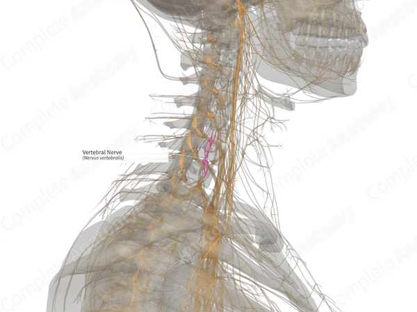 Vertebral Nerve (Right) | Complete Anatomy