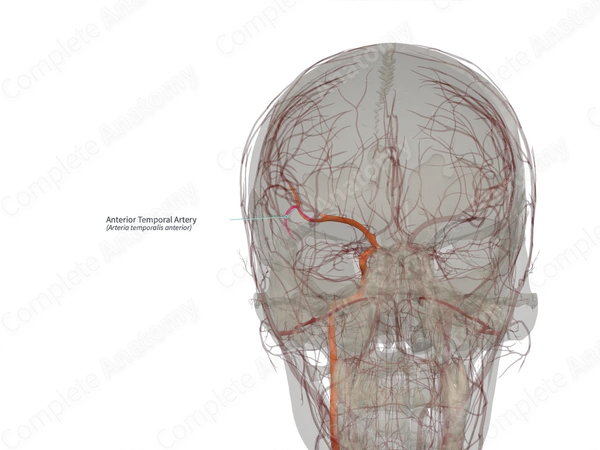 Anterior Temporal Artery (Left) | Complete Anatomy