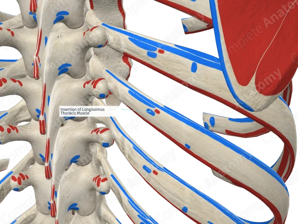 Insertion of Longissimus Thoracis Muscle | Complete Anatomy