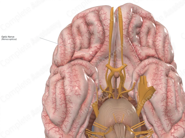 Optic Nerve | Complete Anatomy