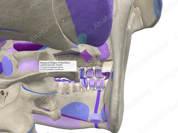 Marginal Ridges of Maxillary Lateral Incisor Tooth | Complete Anatomy