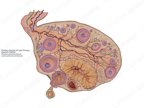 Primary Oocyte (of Late Primary Ovarian Follicle) | Complete Anatomy
