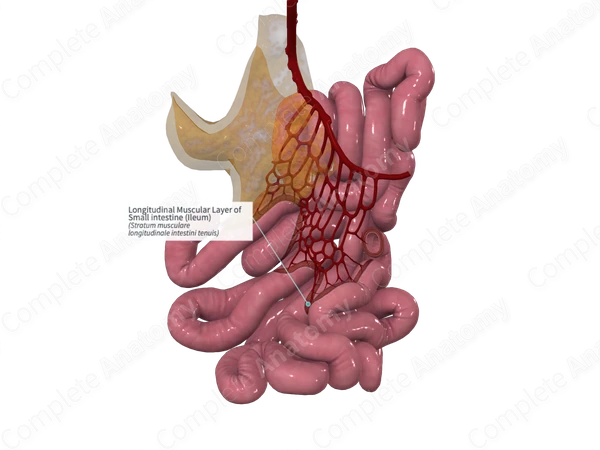 Longitudinal Muscular Layer of Small intestine (Ileum) | Complete Anatomy