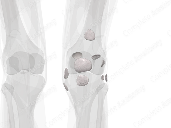 Bursae of Knee Joint (Left) | Complete Anatomy