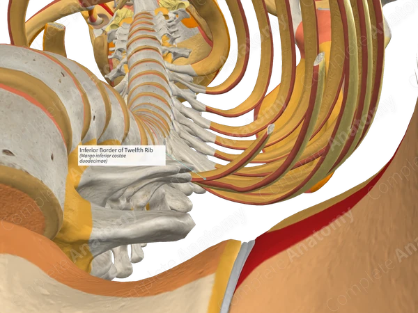 Inferior Border of Twelfth Rib | Complete Anatomy