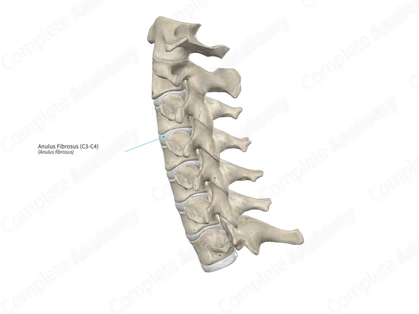 Anulus Fibrosus (C3-C4) | Complete Anatomy