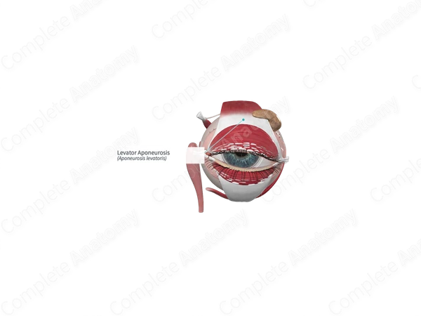 Levator Aponeurosis | Complete Anatomy