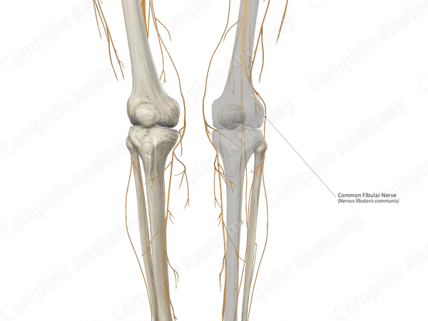 Common Fibular Nerve | Complete Anatomy