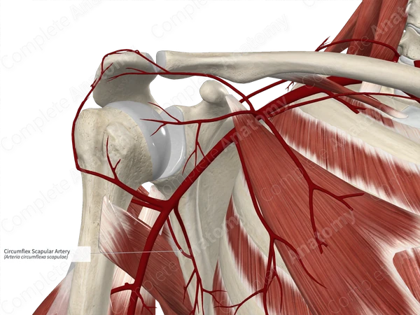Circumflex Scapular Artery | Complete Anatomy