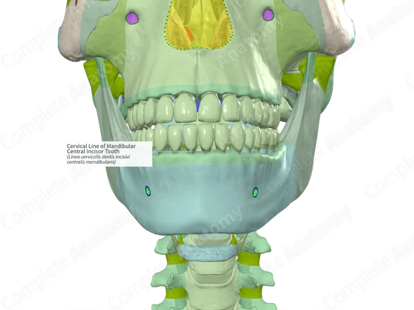Cervical Line of Mandibular Central Incisor Tooth | Complete Anatomy