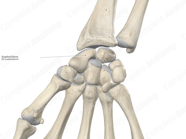 Scaphoid Bone Anatomy