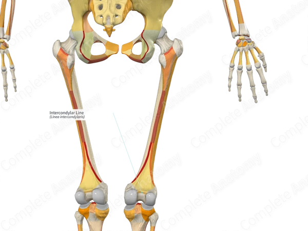 Intercondylar Line | Complete Anatomy