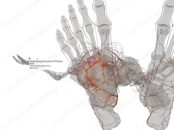 Perforating Branches of Plantar Arch (Left) | Complete Anatomy